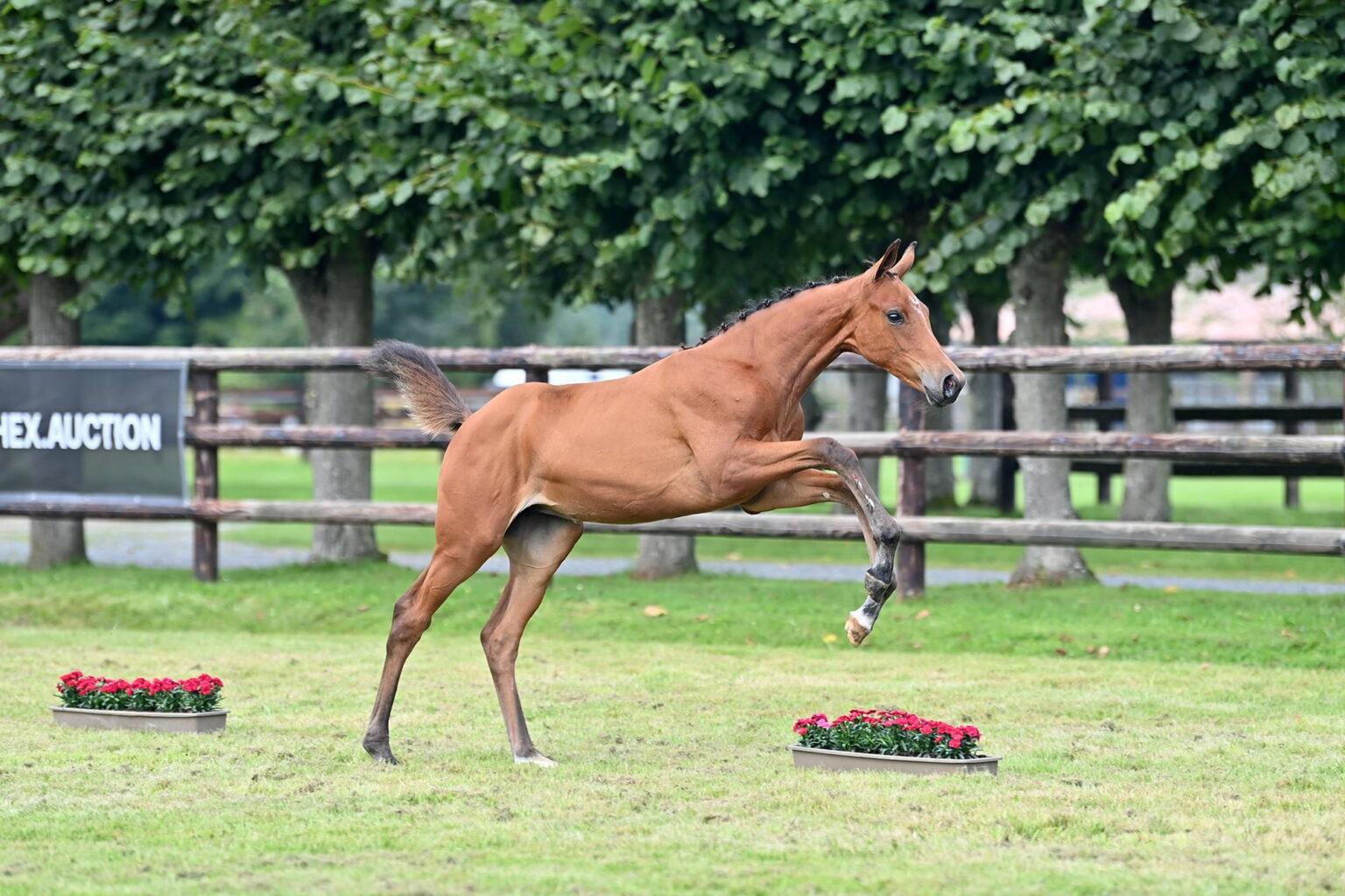 Stephex Exclusive Foal Collection merges the best of both worlds ...