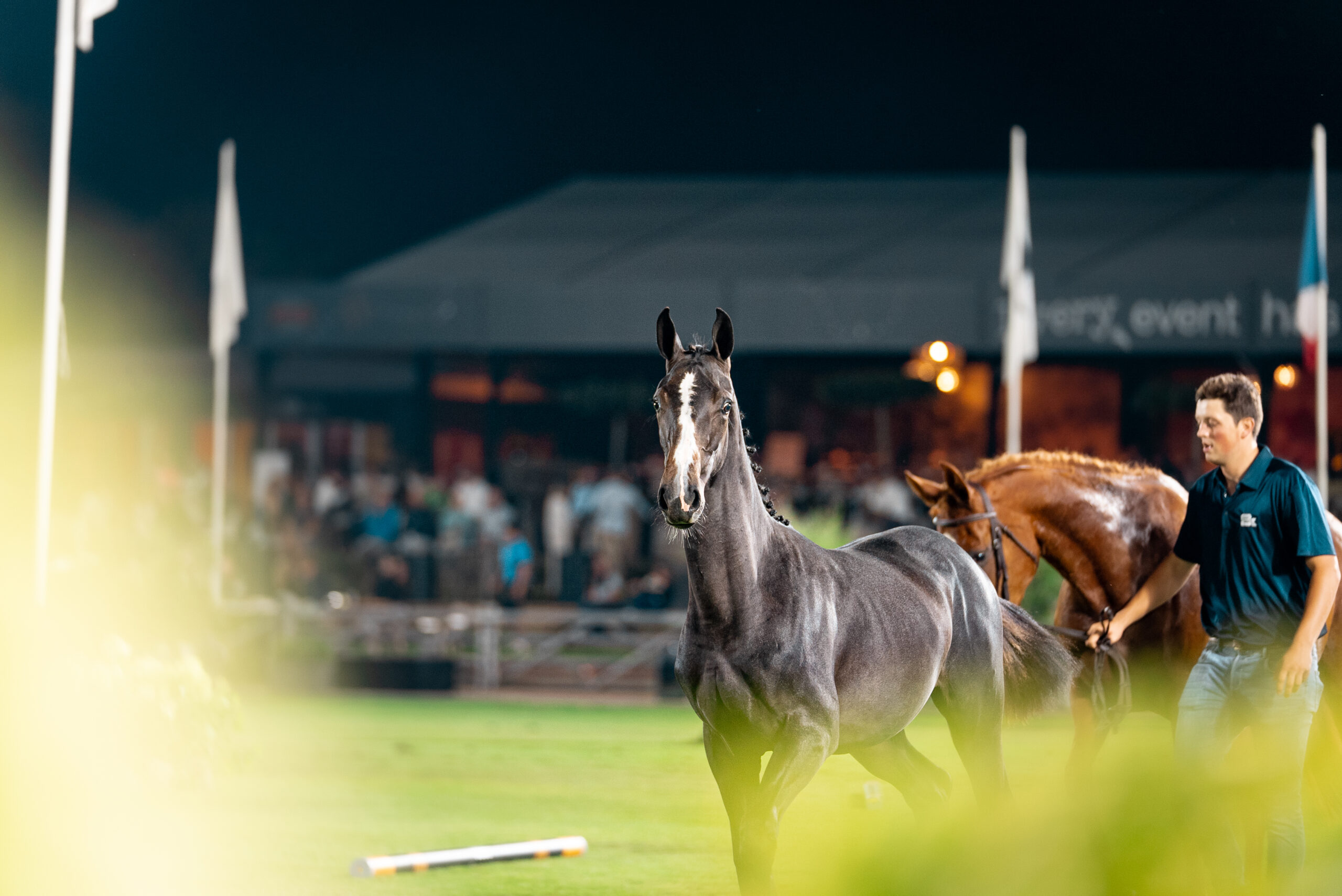 World-Class Genetics Go Under the Hammer: Eleven Elite Foals to ...